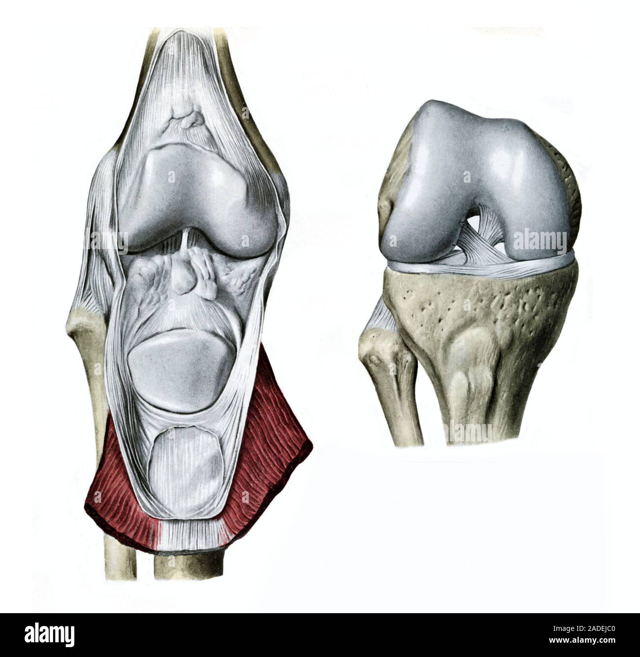 Illustrations of the right knee joint seen from in front. On the right ...