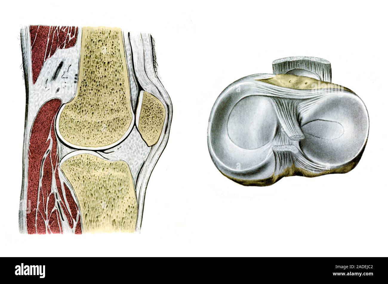 Illustrations of a sagittal section through the right knee joint (left ...