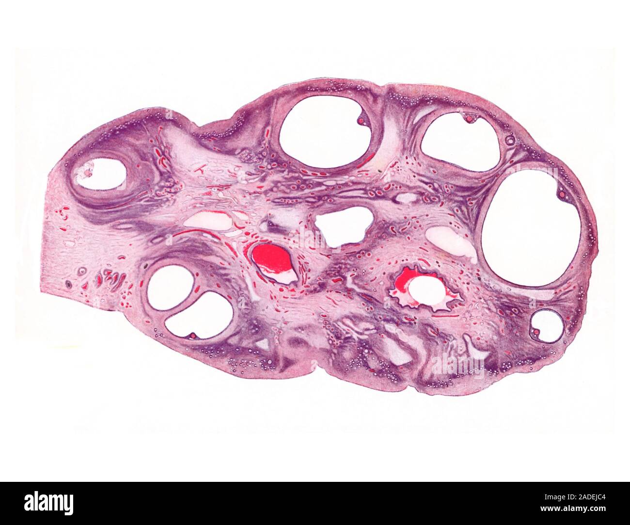 Antral Follicle Histology