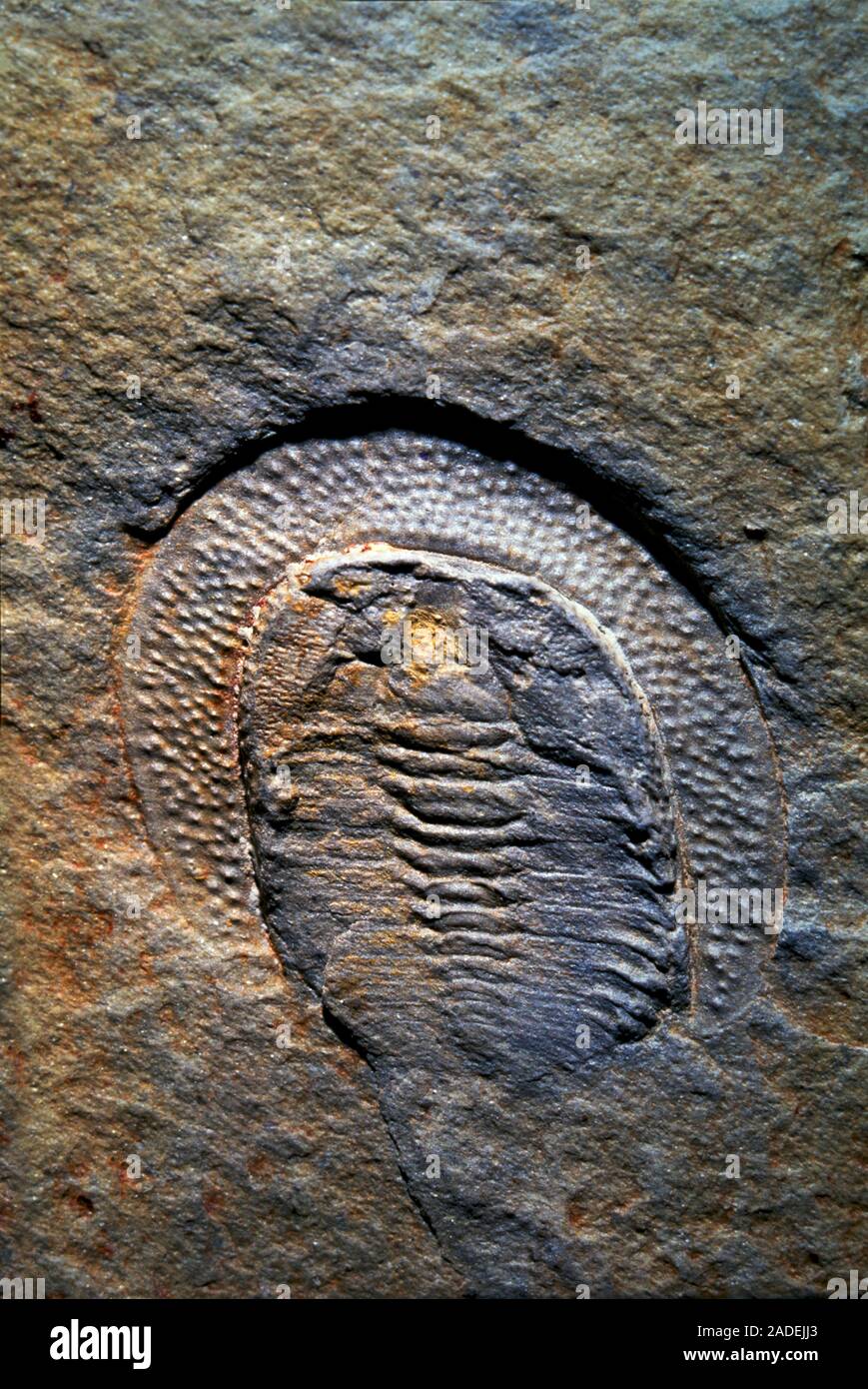 Eoharpes, Ordovician trilobite fossil. Trilobites were arthropods that ...