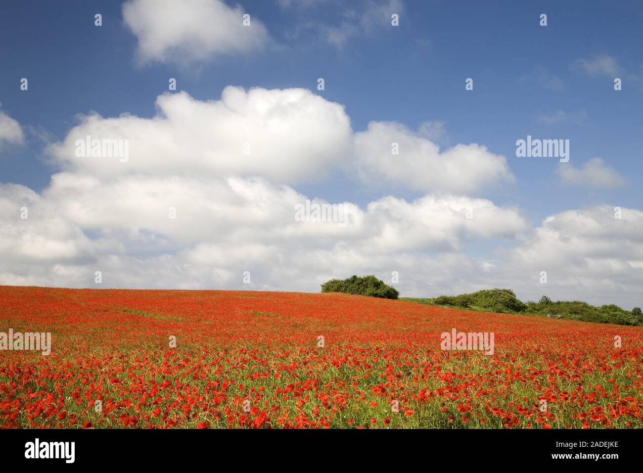 Blooming poppy field on the island of Rugen, Mecklenburg-Western ...