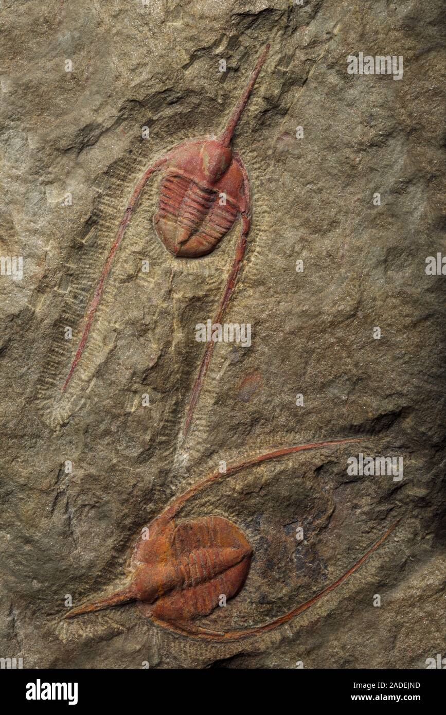 Ampyx priscus, Ordovician trilobite fossils. Trilobites were arthropods ...