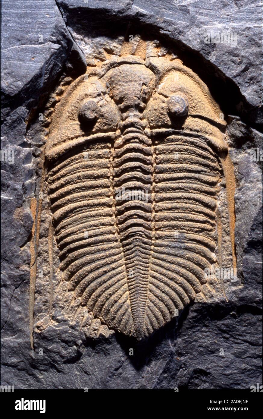 Coronocephalina jastrowi, Silurian trilobite fossil. Trilobites were ...
