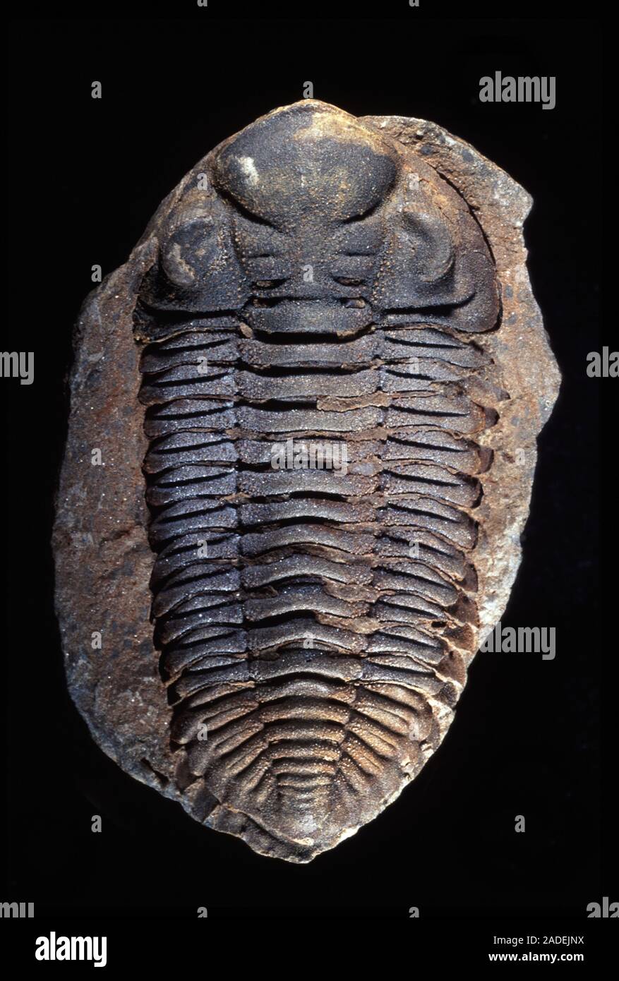 Eldredgeia venustus, Devonian trilobite fossil. Trilobites were ...