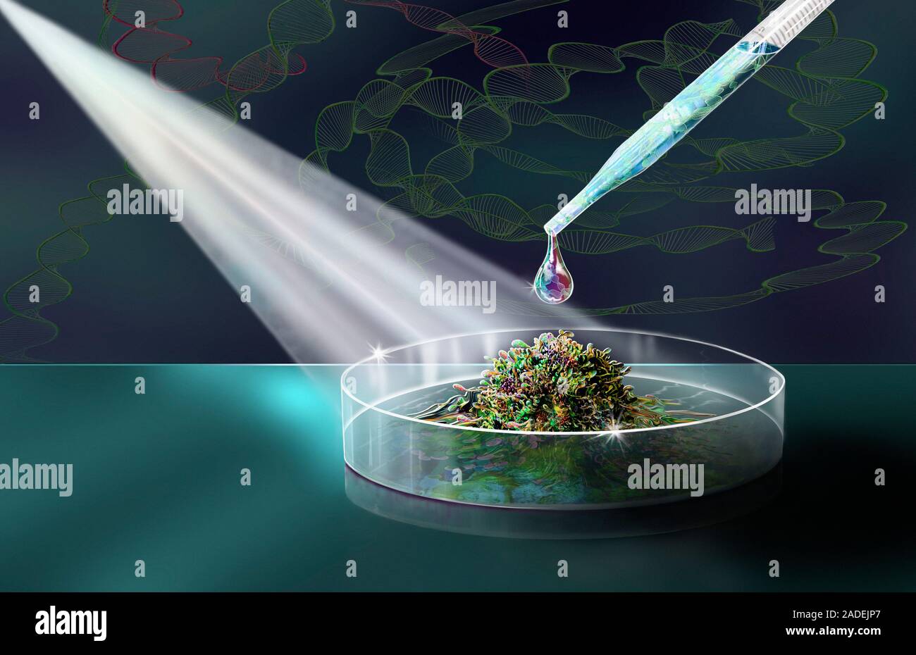 Cancer research. Conceptual illustration of a cancer cell in a petri ...