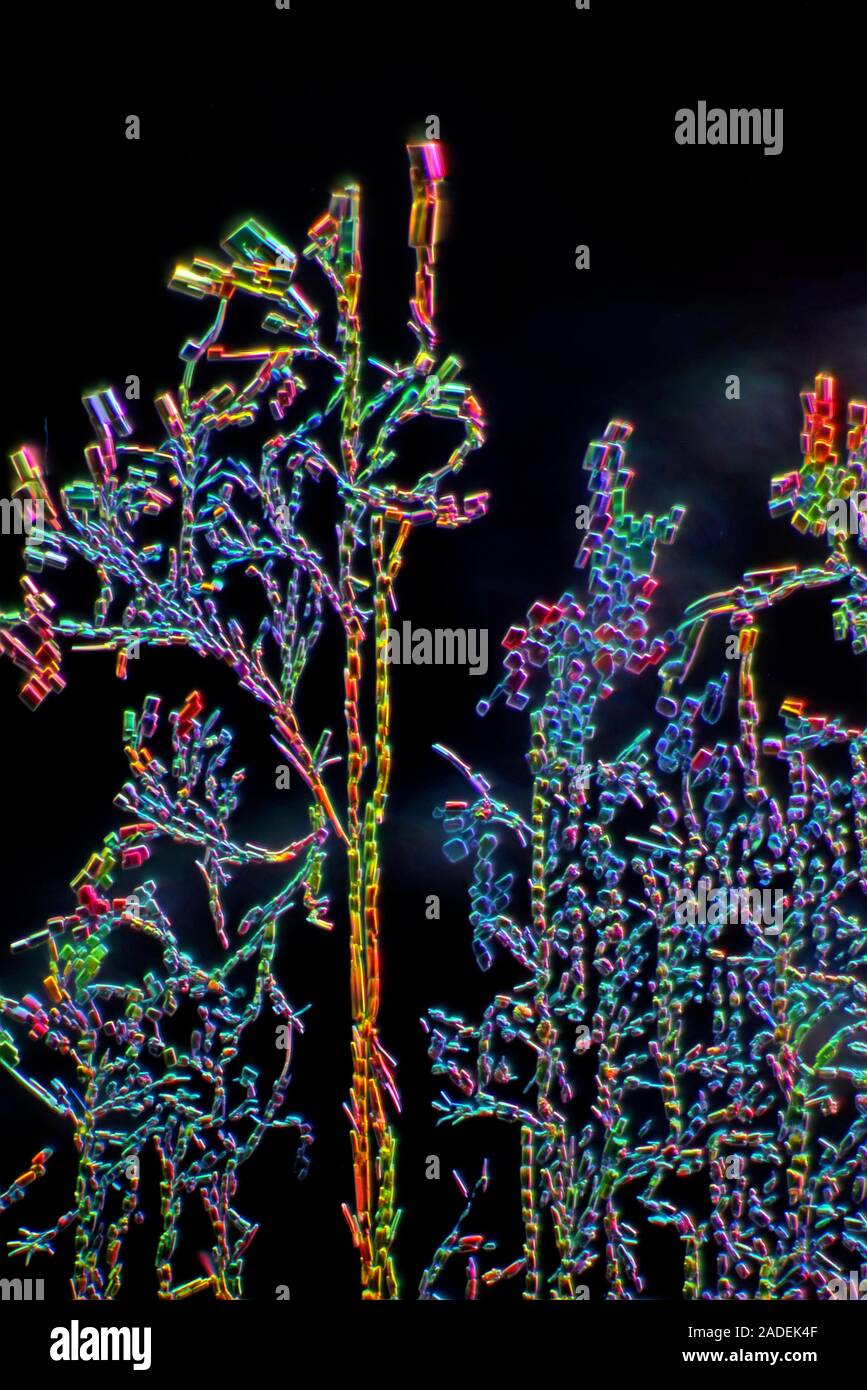 Vitamin B3 crystals, polarised light micrograph. Vitamin B3 exists in ...