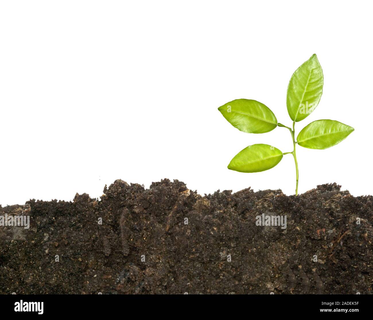 Tree shoot isolated on white background Stock Photo - Alamy