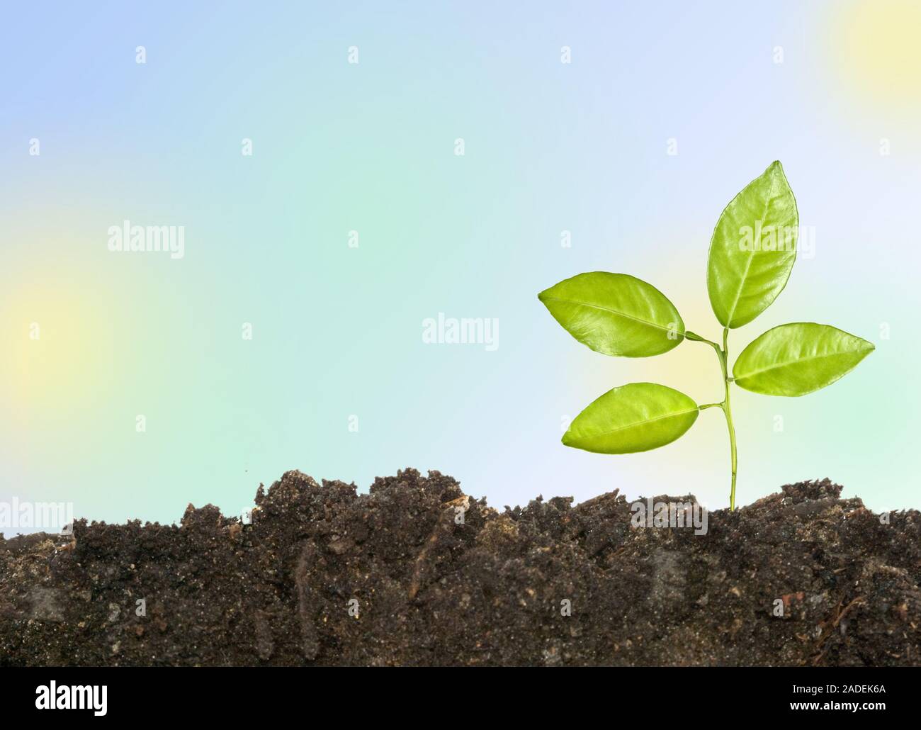 Tree shoot isolated on white background Stock Photo - Alamy