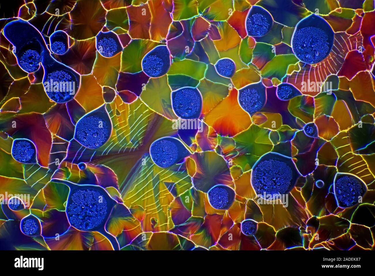 Malic acid crystals, polarized light micrograph. Malic acid is an ...