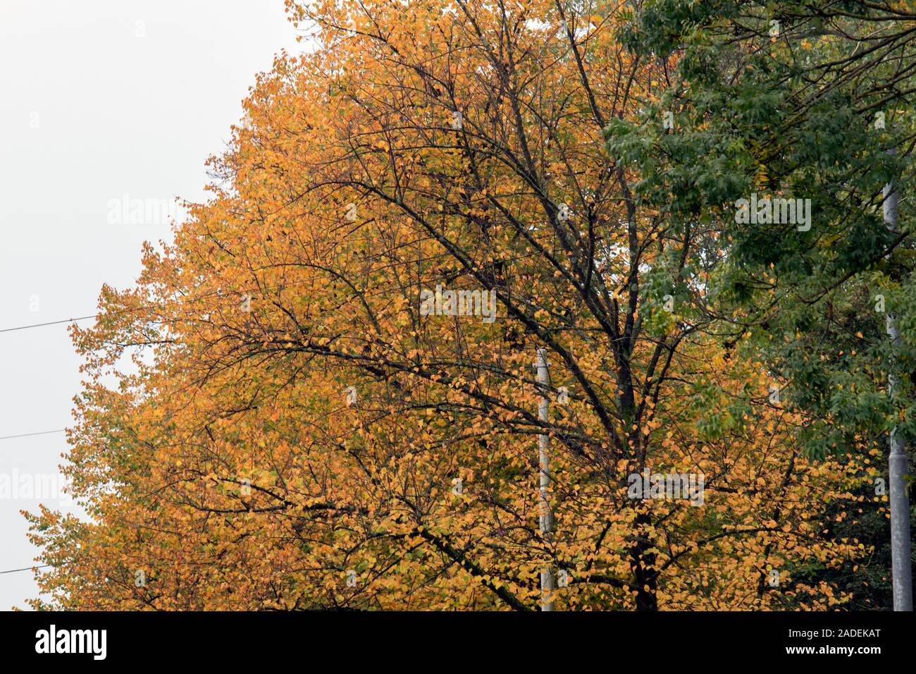 First Autumn Leaves On A Tree Stock Photo - Alamy