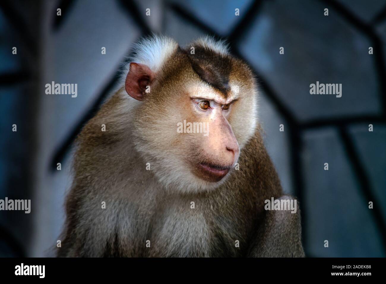 Portrait of a caged female monkey in the Phoenix Island Zoo (Mekong ...
