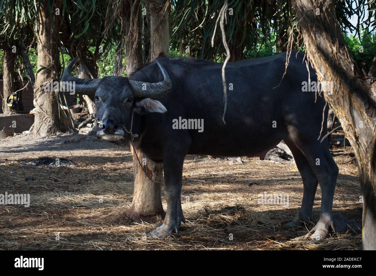 Draft bull hi-res stock photography and images - Alamy