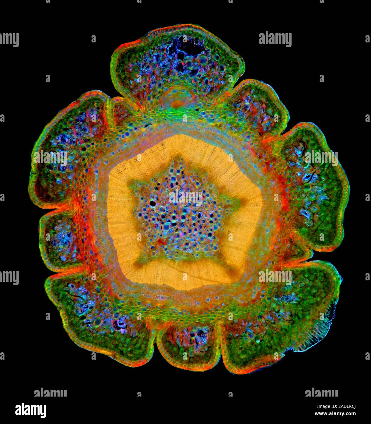Cross-section through yew tree stalk. Polarized light micrograph of a ...