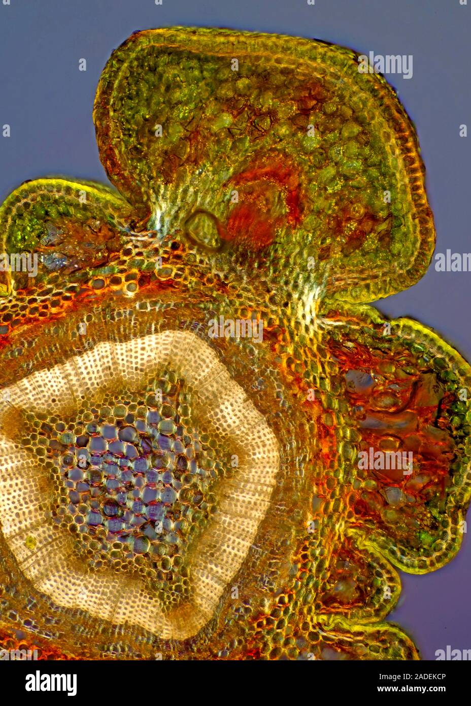Cross-section through yew tree stalk. Polarized light micrograph ...