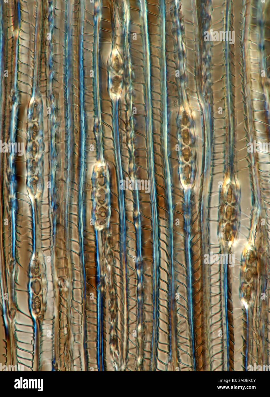 Longitudinal section of yew tree stalk. Polarized light micrograph of a ...