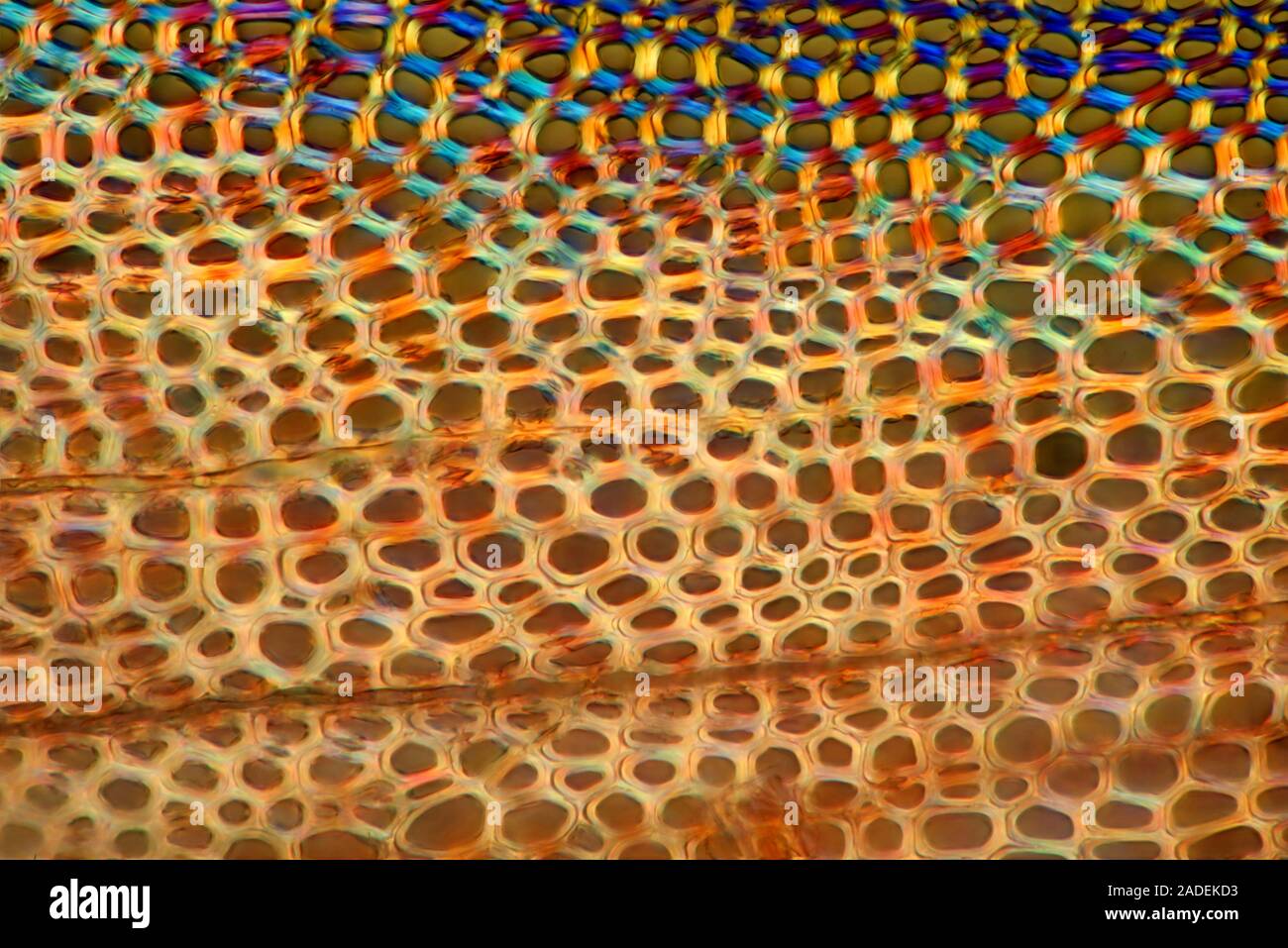 Xylem tissue from yew tree, polarized light micrograph. This transverse ...