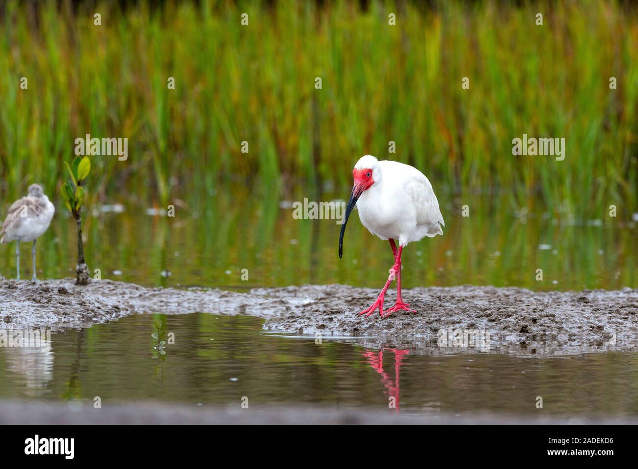 White ibis (Eudocimus albus). This wading bird inhabits coastal regions ...