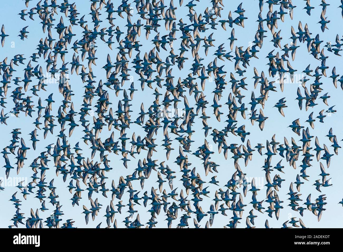 Flock of sanderling (Calidris alba) in flight. These gregarious birds ...