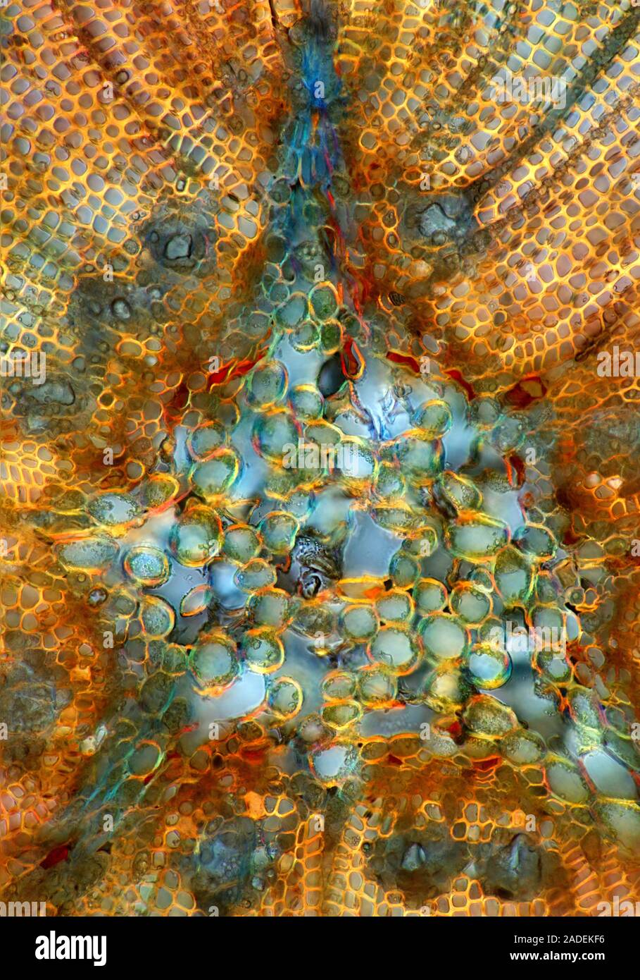 Central tissues of a pine tree stalk. Polarized light micrograph of a ...