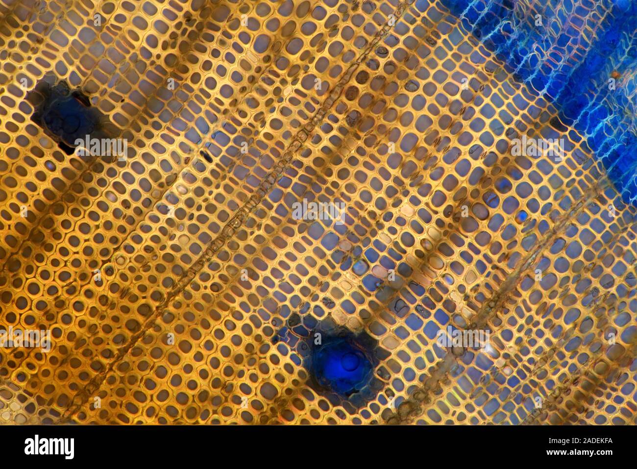 Medullary tissues of a pine tree stalk. Polarized light micrograph of a ...