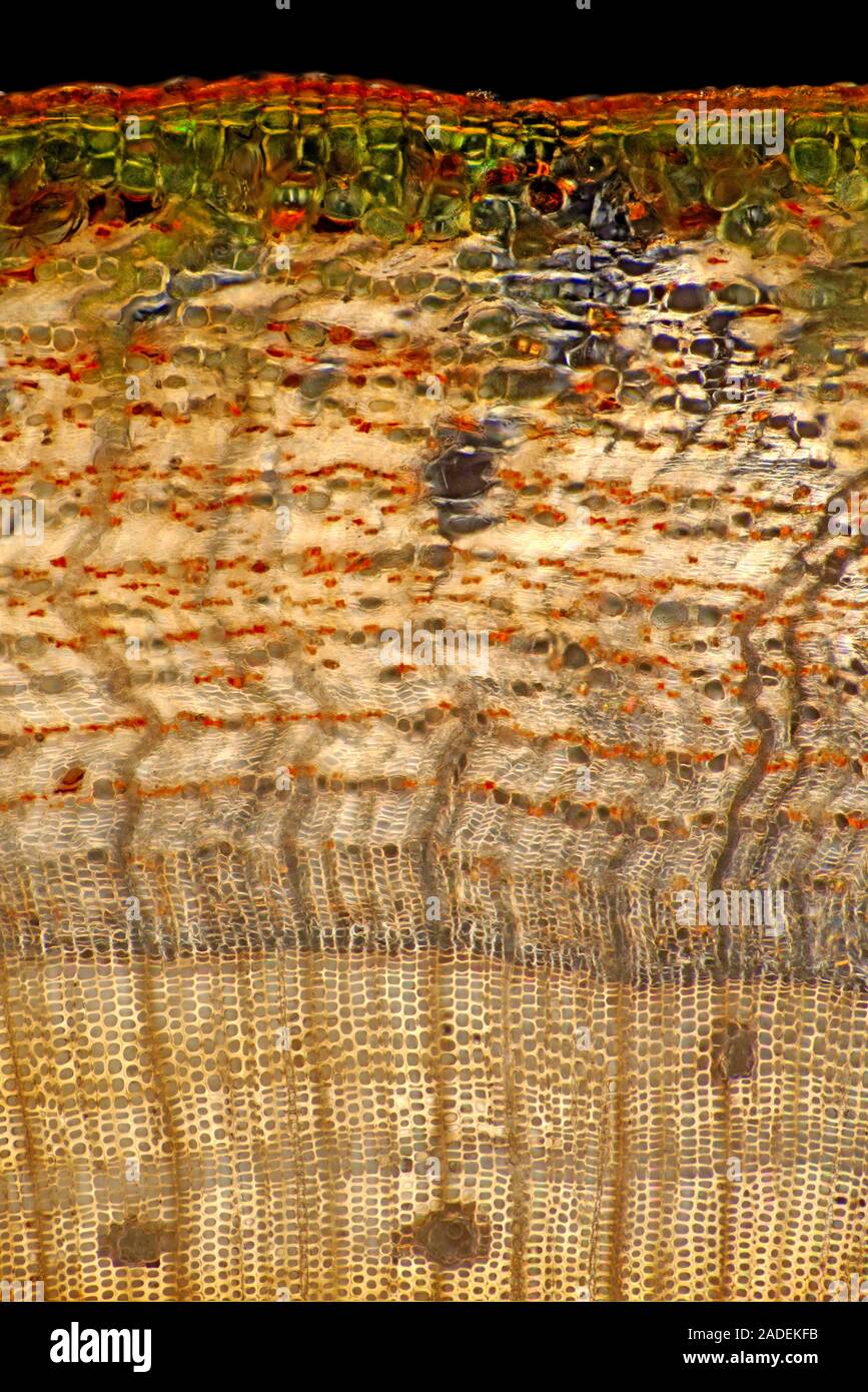Layers of a pine tree stalk. Polarized light micrograph of a transverse ...