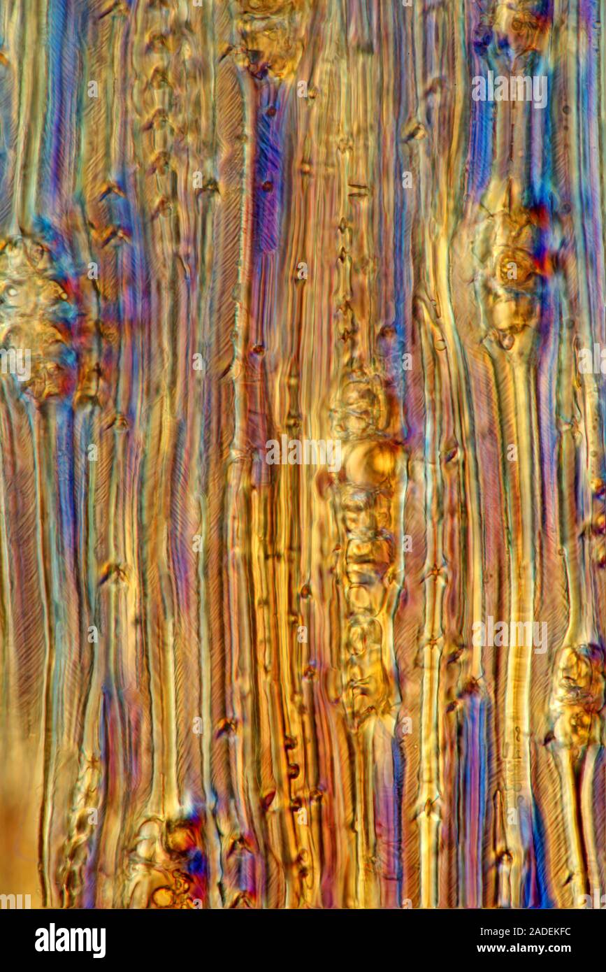 Longitudinal section of pine tree stalk. Polarized light micrograph of ...