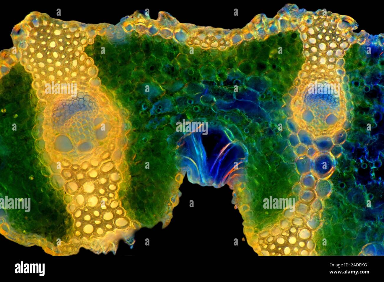 Section through a grass leaf. Polarized light micrograph showing a ...