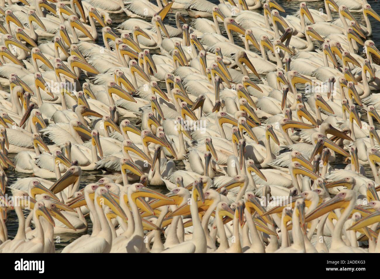 Pelicans Migration High Resolution Stock Photography and Images - Alamy