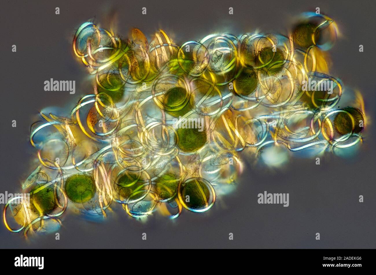 Equisetum Spores