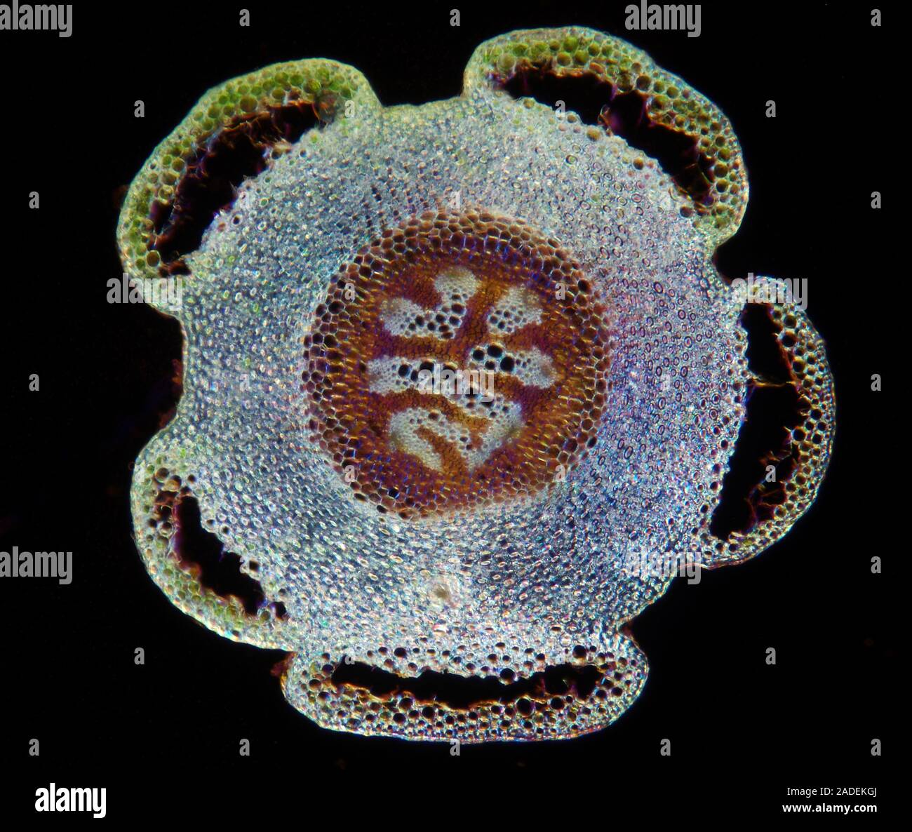 Cross-section through a clubmoss stalk. Polarized light micrograph ...
