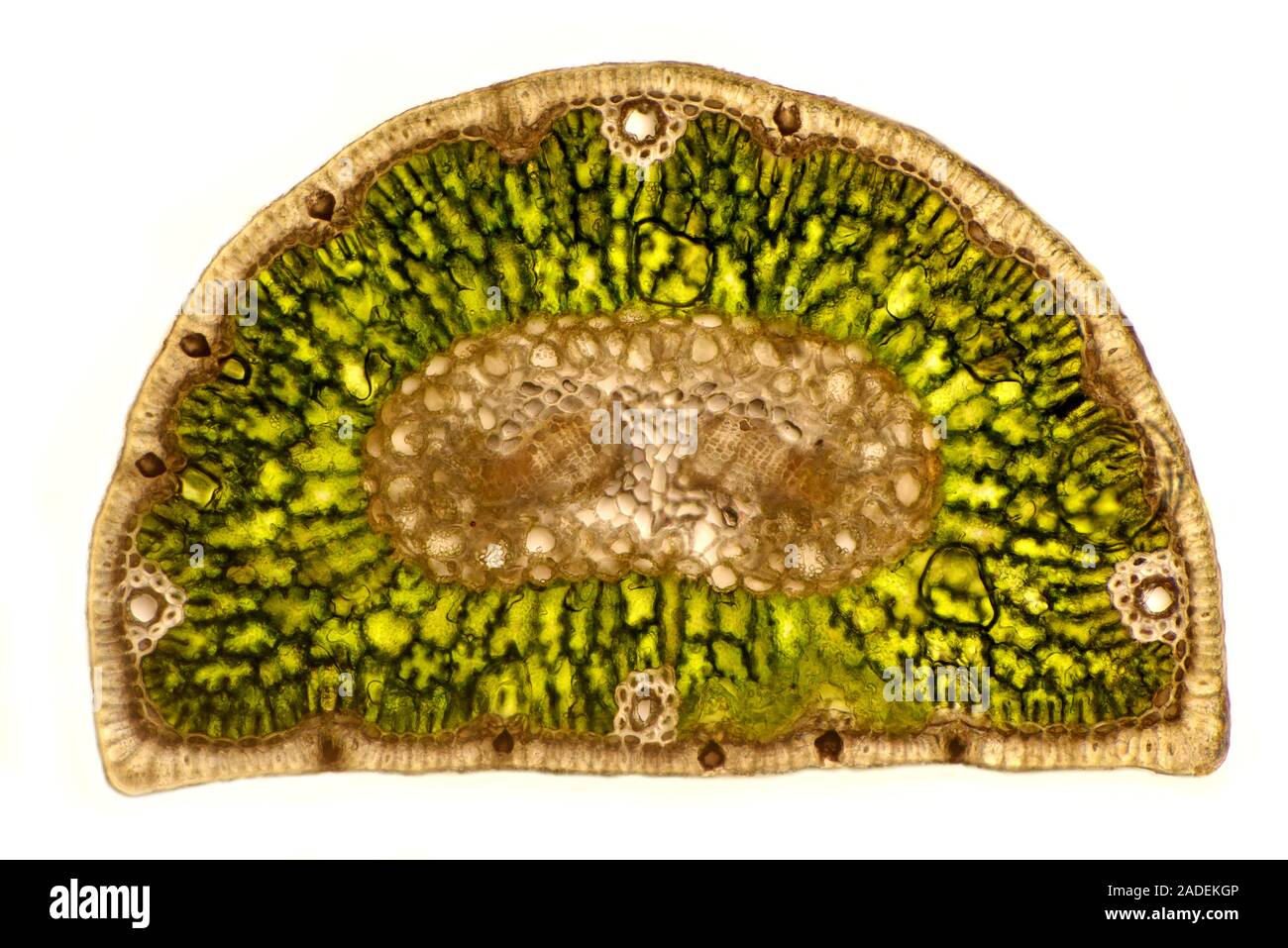 Pine tree needle. Light micrograph of a transverse cross-section ...