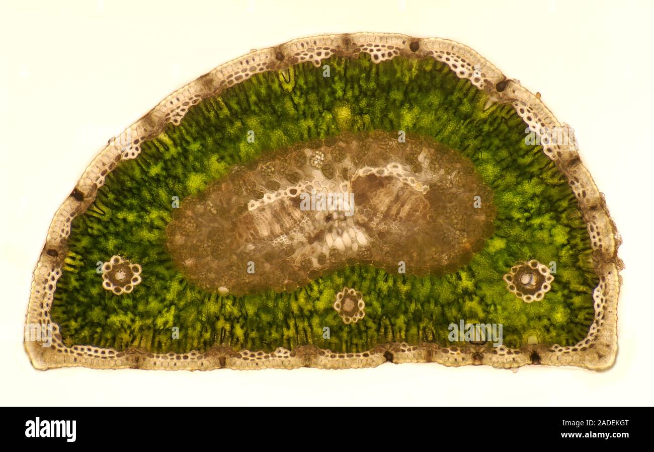 Pine tree needle. Light micrograph of a transverse cross-section ...