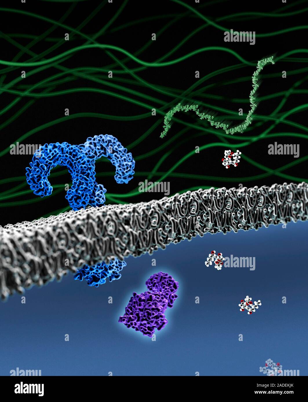 Cell membrane. Computer illustration of a section through a typical ...