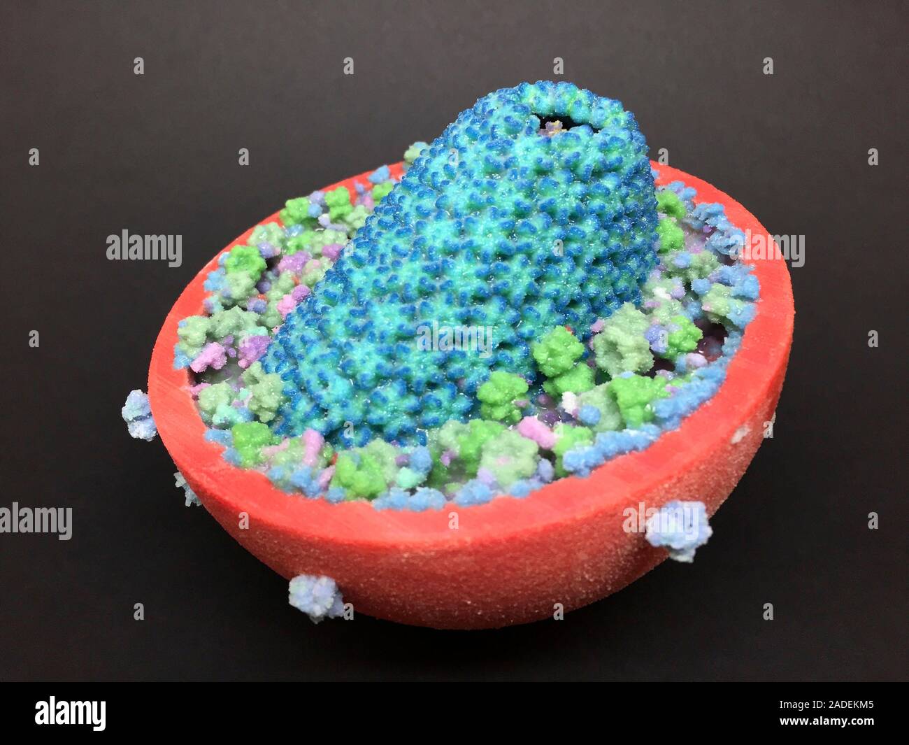 HIV particle. 3D printed model of an HIV (human immunodeficiency virus ...