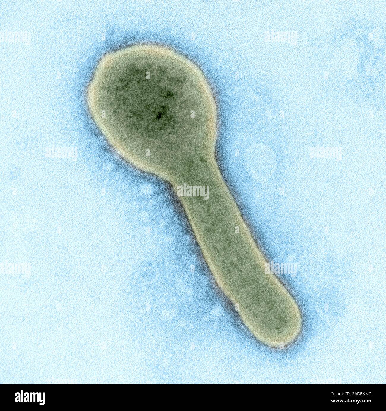 Marburg virus. Coloured transmission electron micrograph (TEM) of a marburg virus particle ...