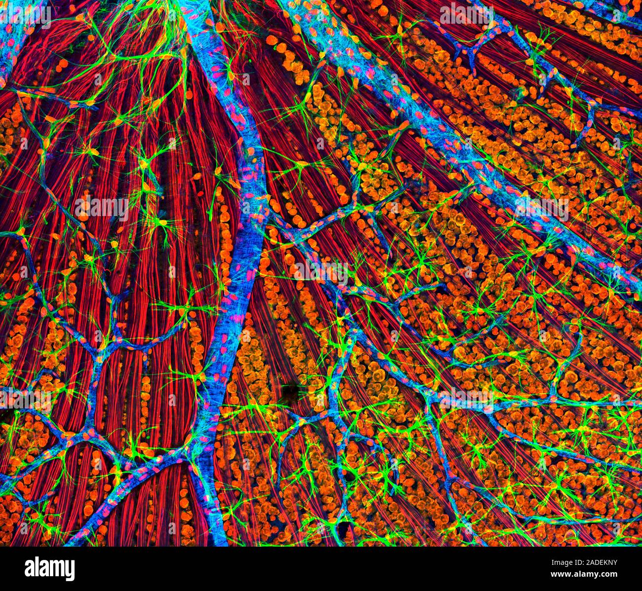 Retina. Laser scanning light micrograph of a section through a normal ...