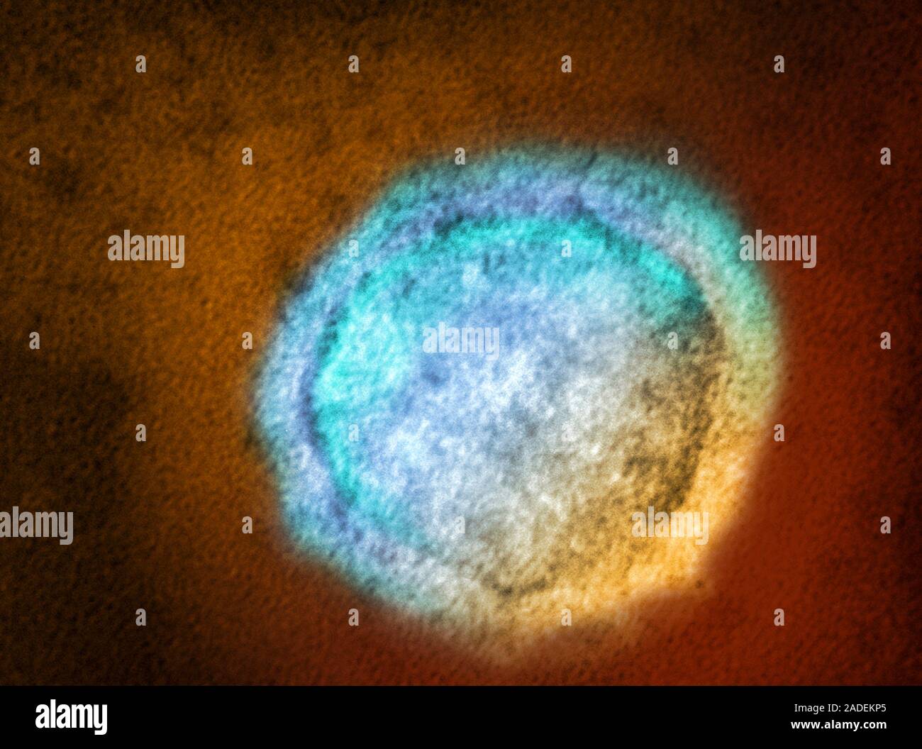 Nipah virus. Coloured transmission electron micrograph (TEM) of a Nipah ...