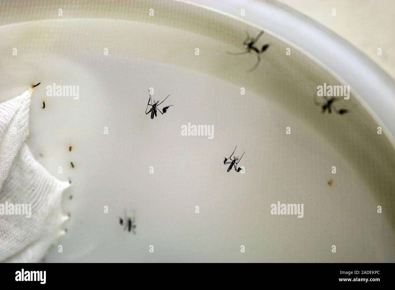 Sabethes cyaneus mosquitoes. Close-up of a sample tray containing a ...