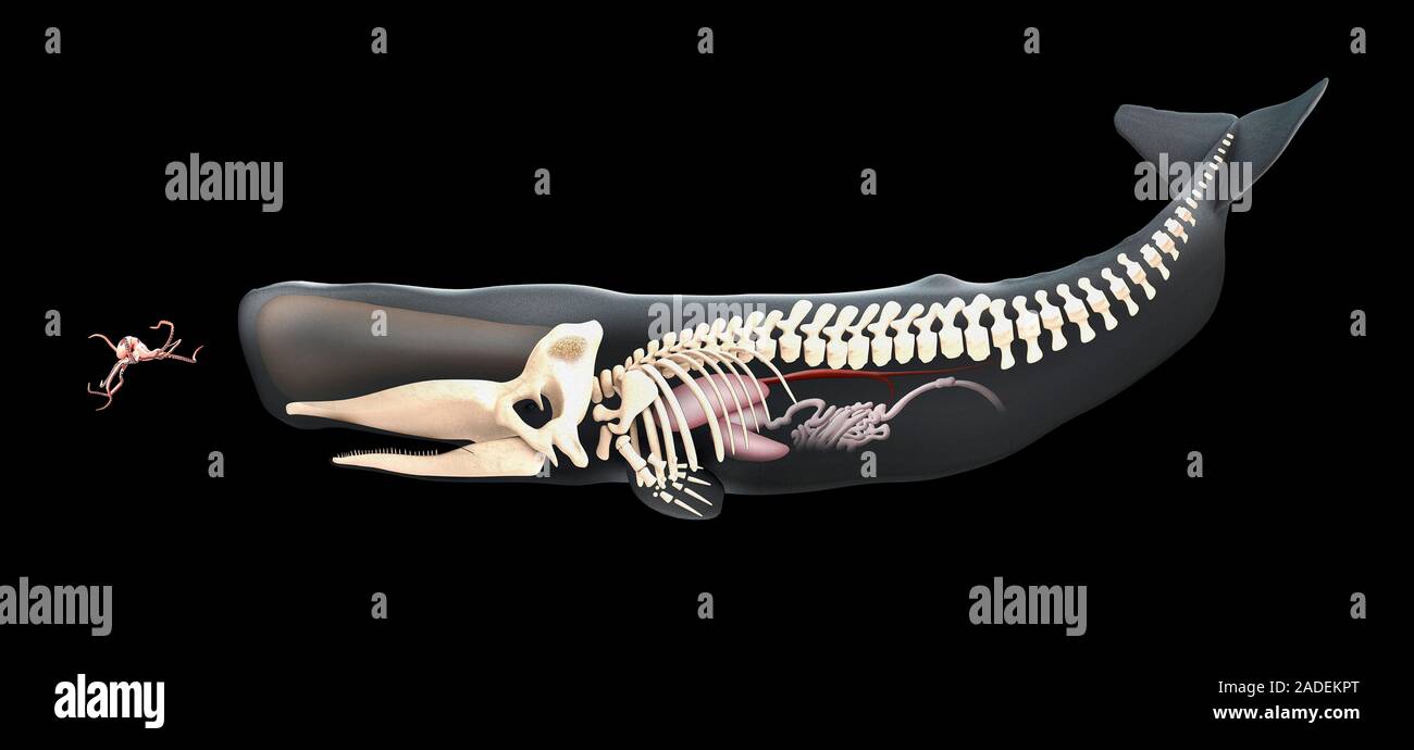 Sperm whale and octopus. Illustration of the skeleton and internal ...
