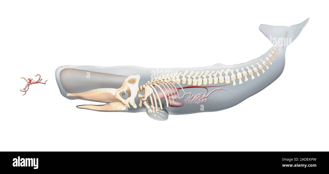 Sperm whale and octopus. Illustration of the skeleton and internal ...