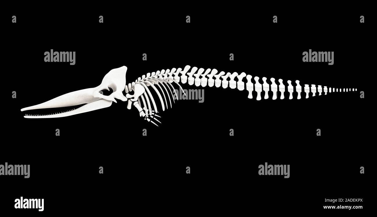 Sperm whale skeleton. Illustration of the skeleton of a sperm whale ...