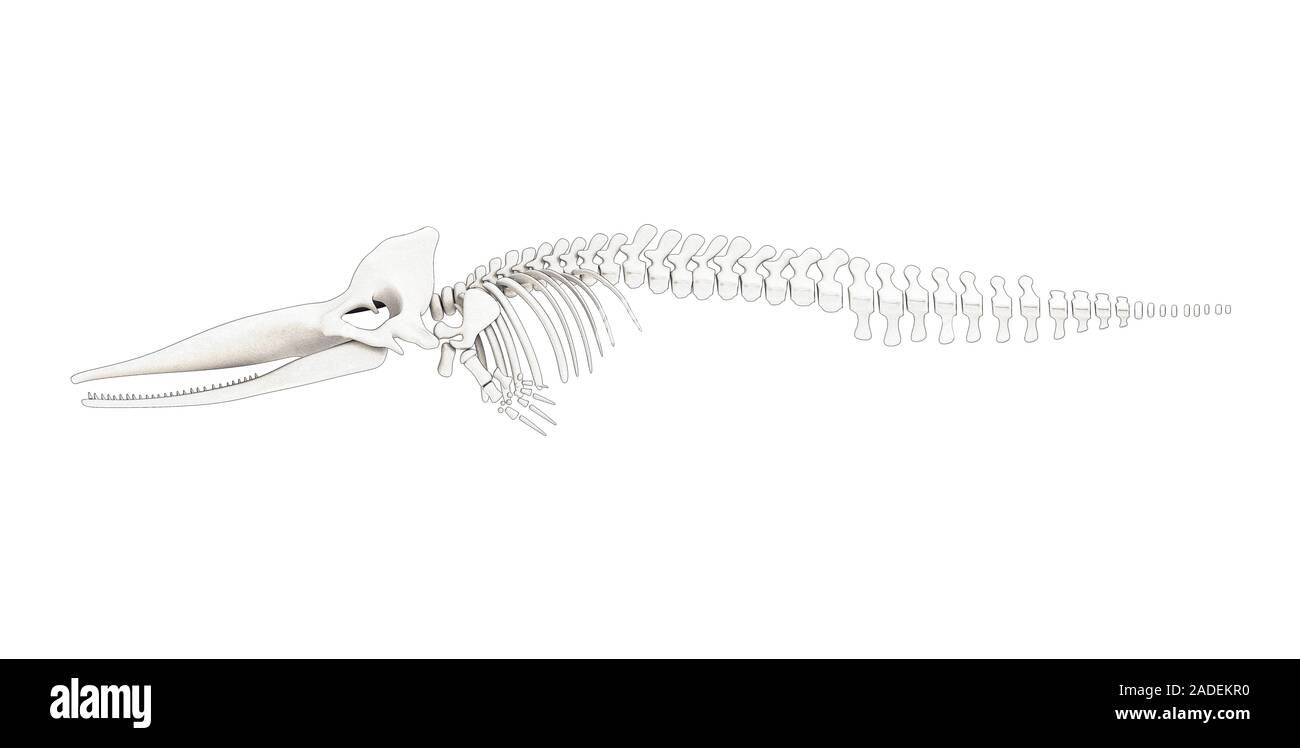 Sperm whale skeleton. Illustration of the skeleton of a sperm whale ...