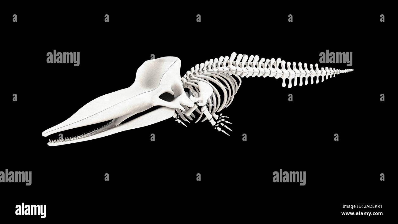 Sperm whale skeleton. Illustration of the skeleton of a sperm whale ...
