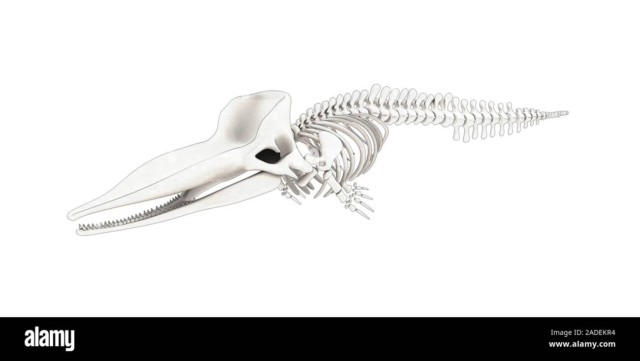 Sperm whale skeleton. Illustration of the skeleton of a sperm whale ...