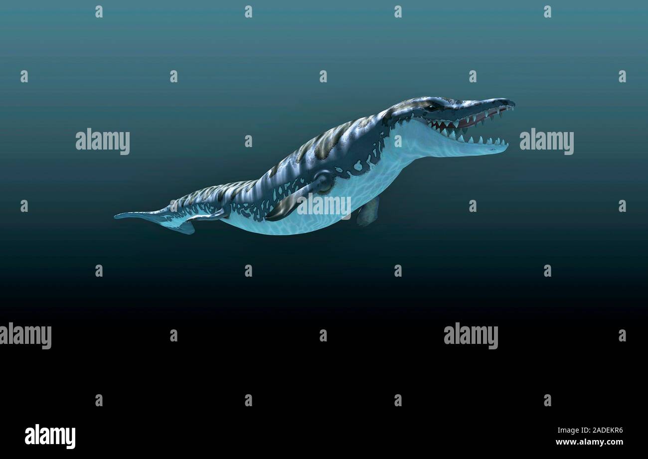 Dorudon prehistoric whale ancestor, illustration. This marine mammal ...