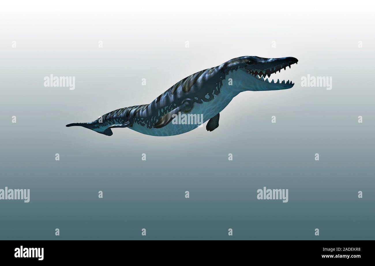 Dorudon prehistoric whale ancestor, illustration. This marine mammal ...