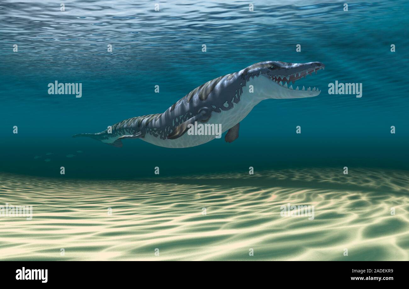 Dorudon prehistoric whale ancestor, illustration. This marine mammal ...