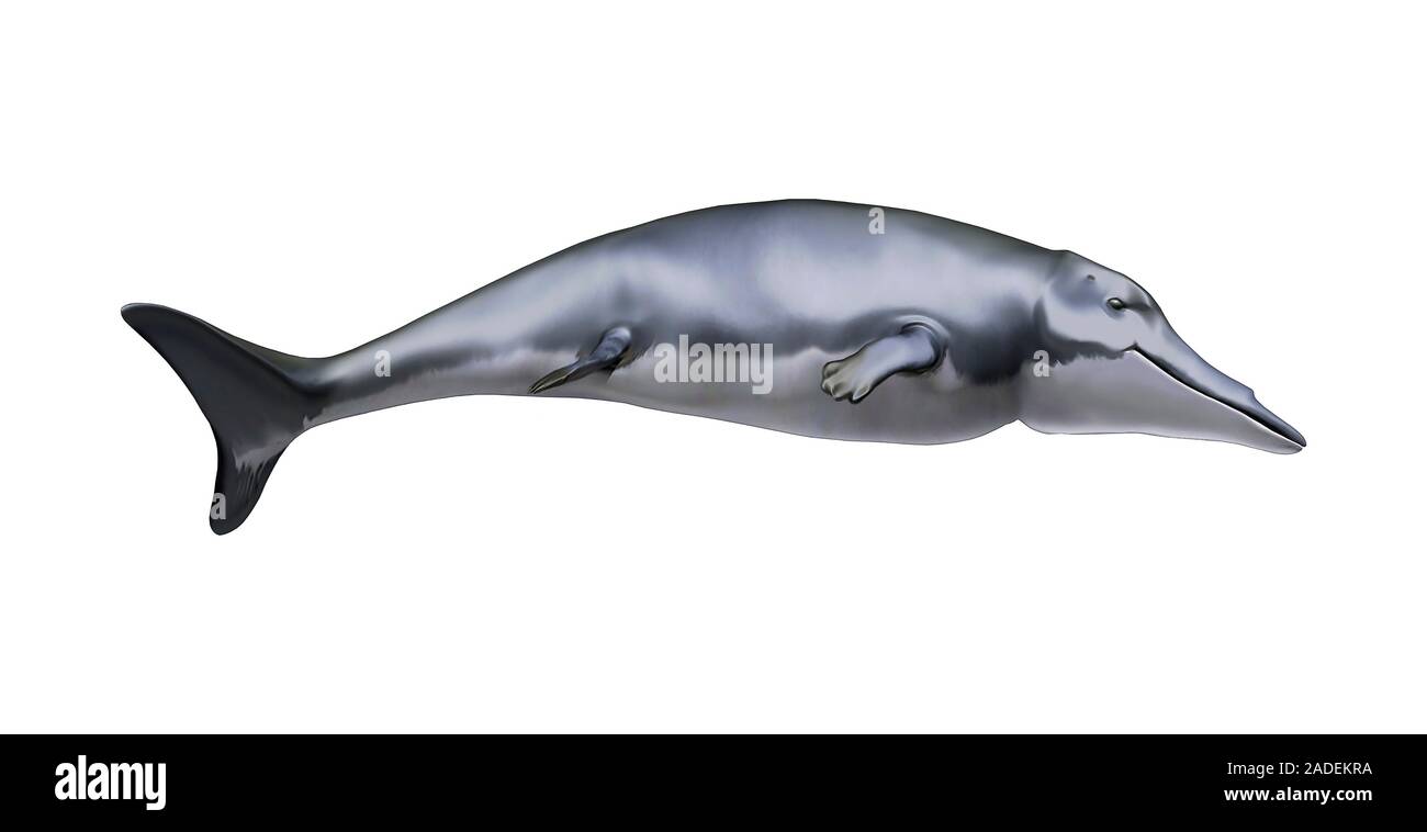 Protocetus prehistoric whale ancestor, illustration. This marine mammal ...