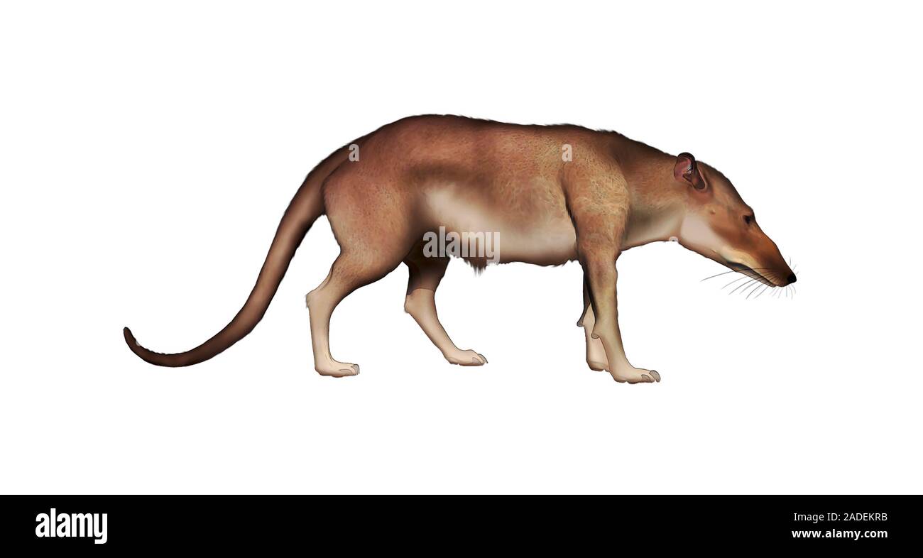 Prehistoric Whales On Land