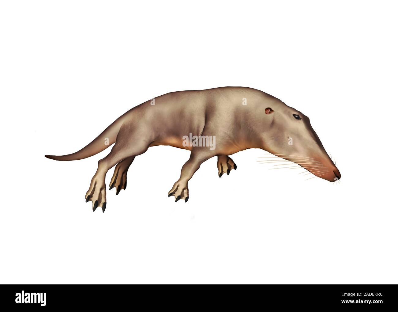 Ambulocetus prehistoric whale ancestor, illustration. This aquatic ...